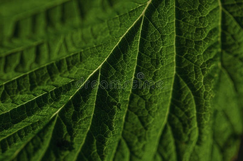 Green Raspberry Leaf. Macro Photo. Close-up. Panorama Format Stock ...
