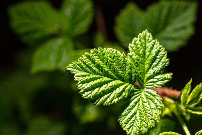 Green Raspberry Leaves on a Black Background Stock Photo - Image of ...