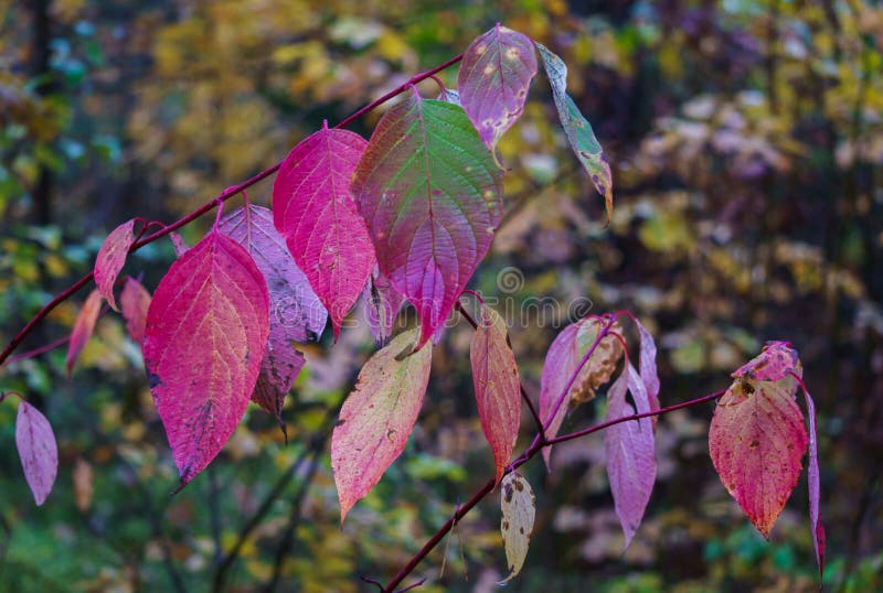 Green Raspberry Leaves on the Branches of a Bush in the Forest Stock ...