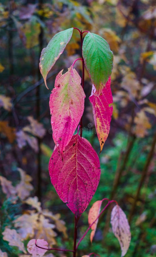Green Raspberry Leaves on the Branches of a Bush in the Forest Stock ...
