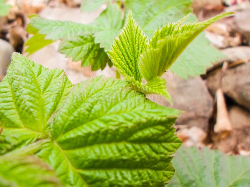 Green Raspberry Leaves on a Bush in Early Spring Stock Photo - Image of ...