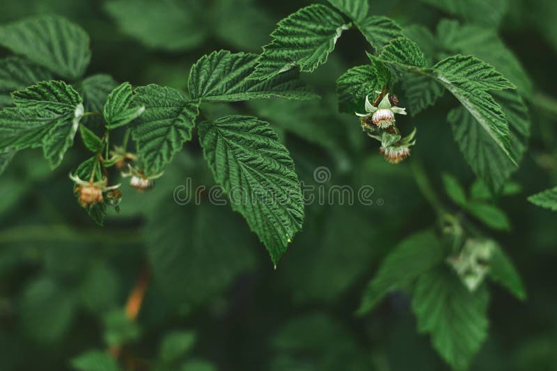Green Raspberry Leaves and Delicate Flowers Under Natural Light in a ...
