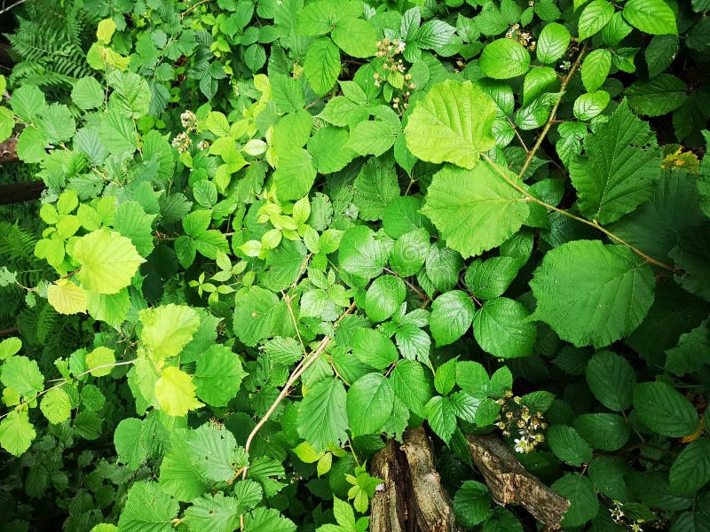 Green Raspberry Leaves in the Forest. Background Natural Stock Photo ...