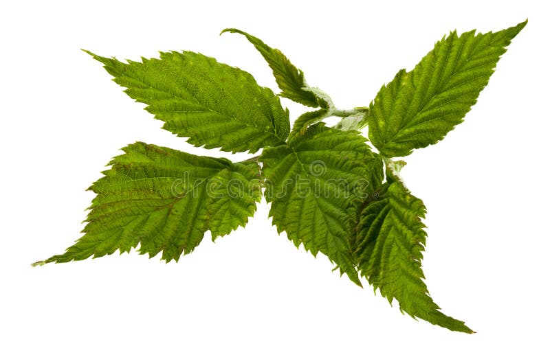 Green Raspberry Leaves Isolated on White Background Stock Image - Image ...