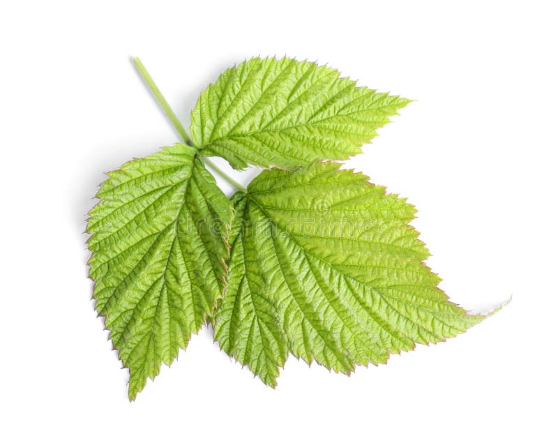 Set with Green Raspberry Leaves Isolated on White Stock Photo - Image ...