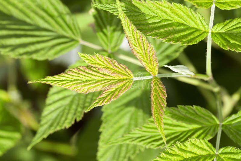 Green raspberry leaves stock image. Image of gardening - 86060987