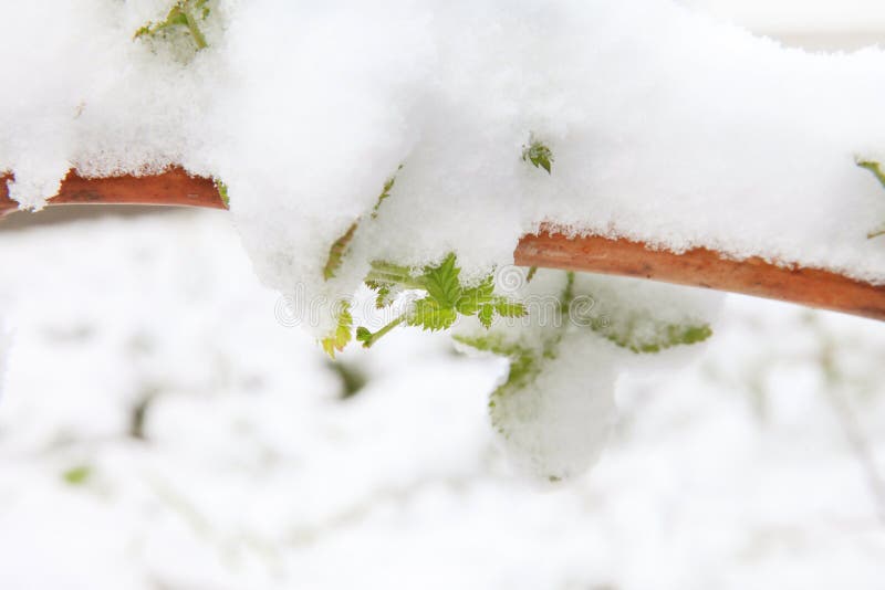Green Raspberry Leaves in the Snow. Spring in Siberia Stock Image ...