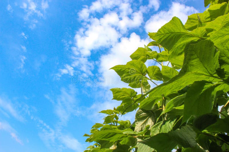 Green Raspberry Plants on the Blue Cloudy Sky Background Stock Photo ...