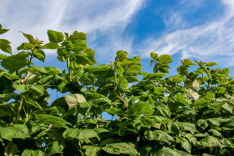 Green Raspberry Plants on the Blue Cloudy Sky Background Stock Photo ...