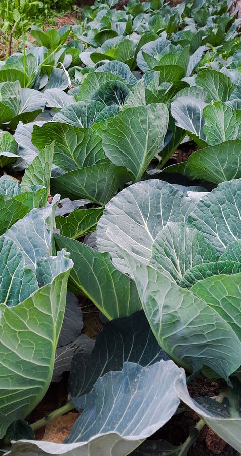 Green Raw Cabbage in Farm Land Stock Image - Image of cabbage, land ...