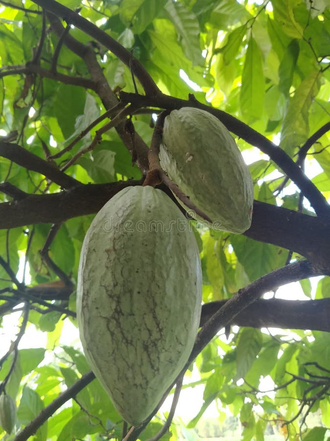 Green Unripe Cocoa Pods that are Still on the Tree Trunk Stock Photo ...