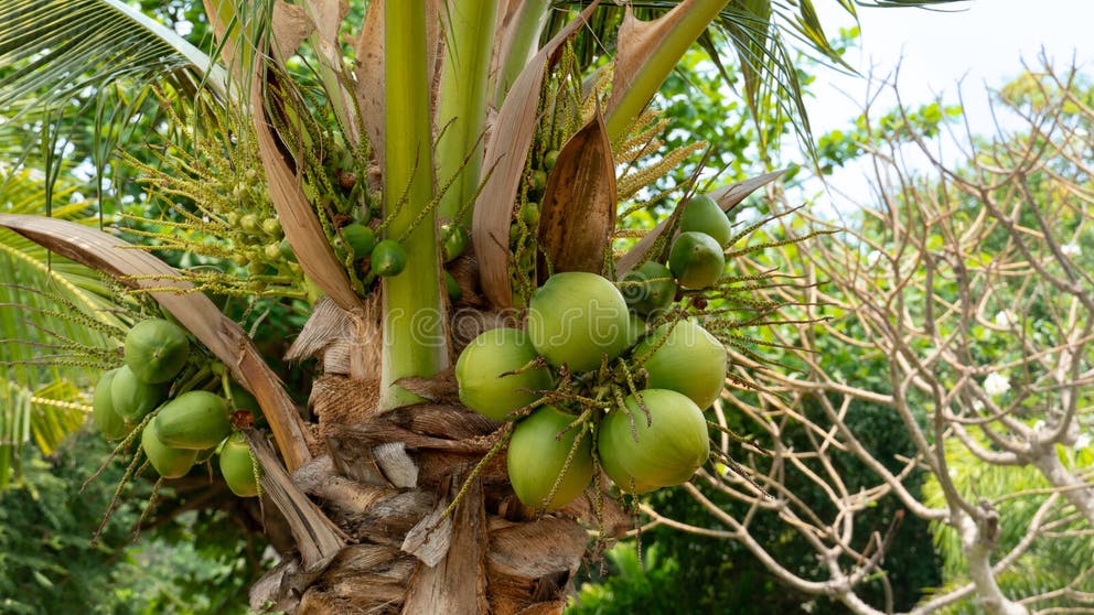 Green and Raw Coconut Fruit on the Tree in Garden. Stock Photo - Image ...