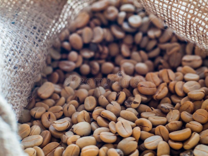 Green raw coffee beans stock image. Image of copy, design - 96652065
