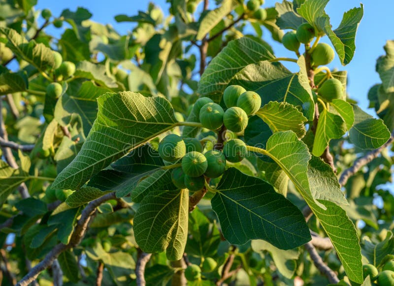 Figs hanging from a tree stock photo. Image of piece - 337191414