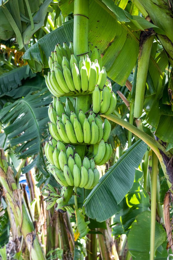Banana Tree with Red Flower and Young Banana Fruits in the Garden Stock ...