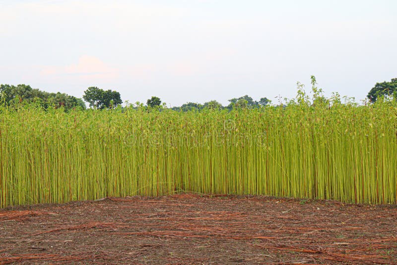 Green raw jute tree farm stock photo. Image of macro - 253467366