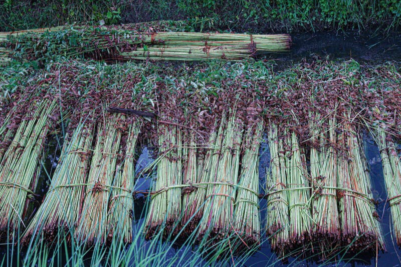 Green raw jute tree farm stock image. Image of macro - 253468157