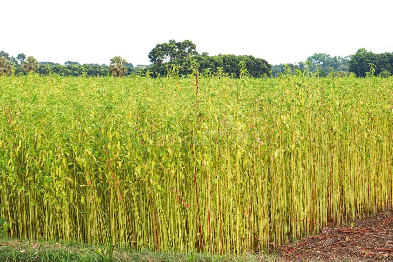 Green raw jute tree farm stock image. Image of jute - 253469029