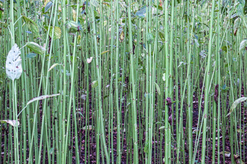 Green raw jute tree farm stock image. Image of frame - 253469289