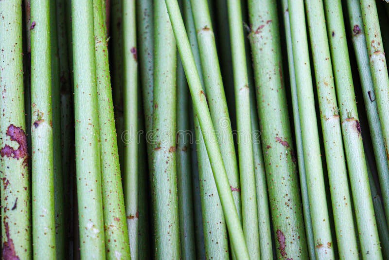 Green raw jute tree farm stock image. Image of plant - 253469411