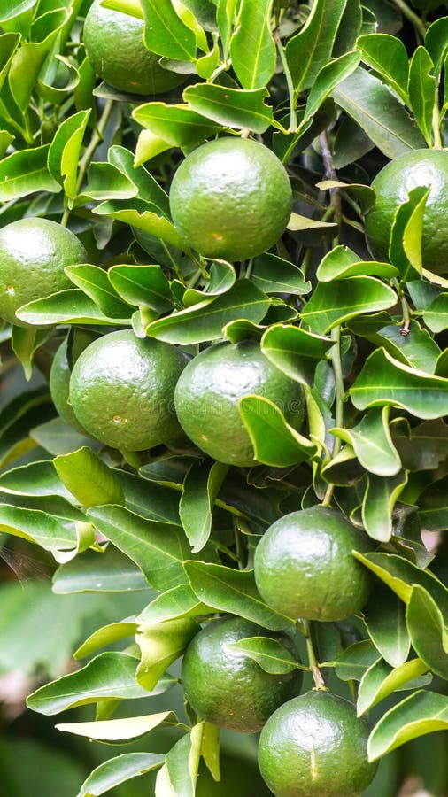 Green Raw Lemon Fruits on the Tree. Stock Image - Image of fruits ...