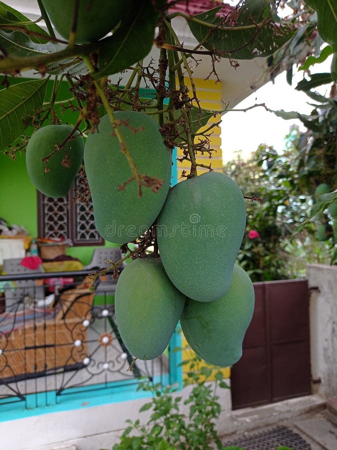 Green Raw Mango Bunch Hanging on Tree Stock Image - Image of leaf ...