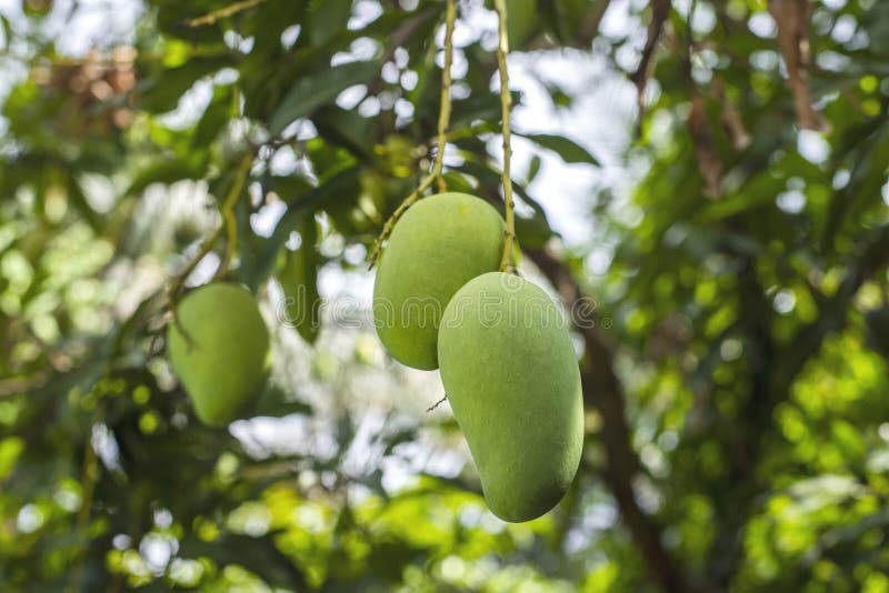 Mangoes Tree and the Fruits Stock Photo - Image of botany, bunches: 101079170