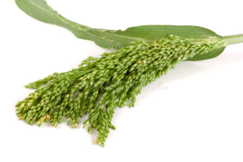 Green Raw Millet Isolated on White Background Stock Photo - Image of ...