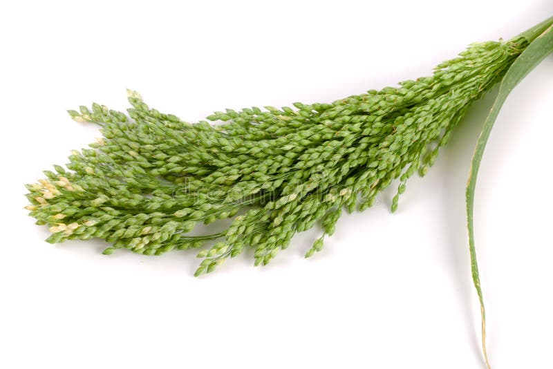 Green Raw Millet Isolated on White Background Stock Photo - Image of ...