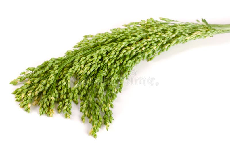 Green Raw Millet Isolated on White Background Stock Photo - Image of ...