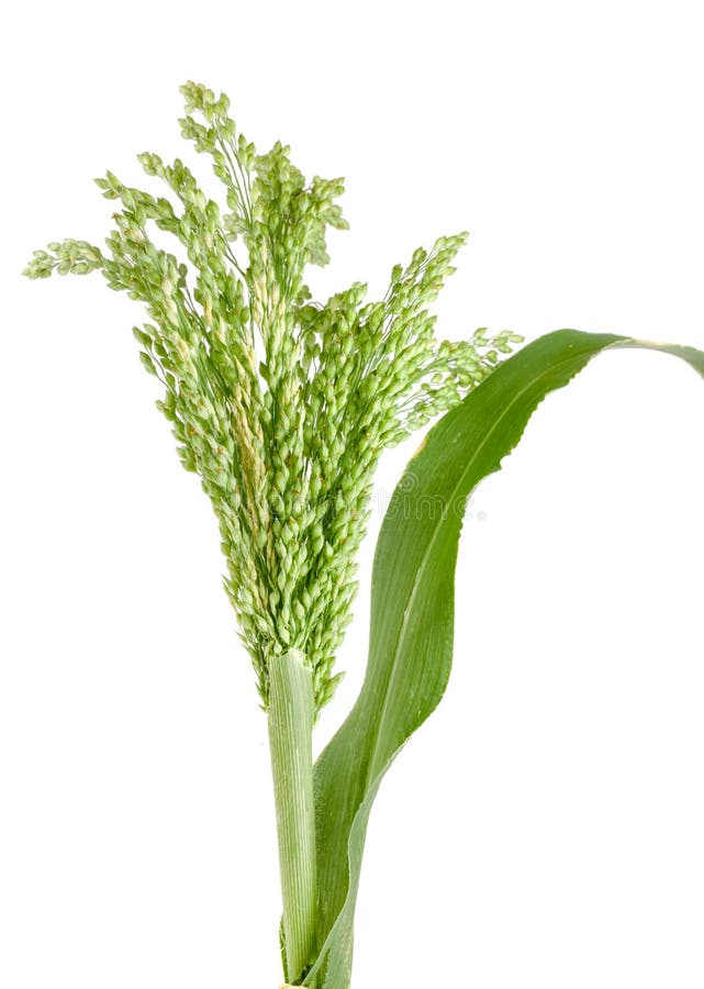 682 Millet Flour Isolated Stock Photos - Free & Royalty-Free Stock ...