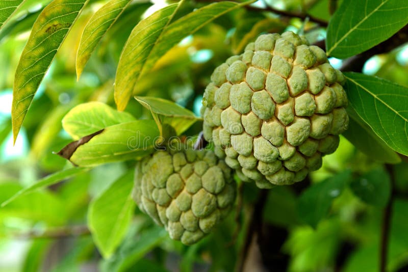 105 Anon Fruit Stock Photos - Free & Royalty-Free Stock Photos from ...