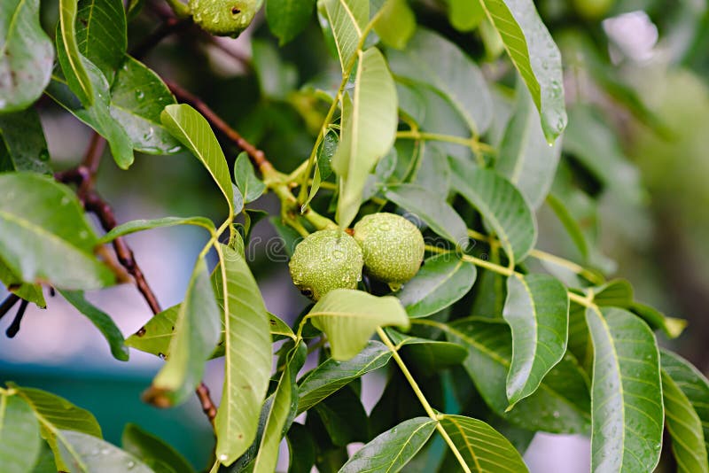 Green Raw Walnuts Growing on a Tree Stock Photo - Image of growth ...