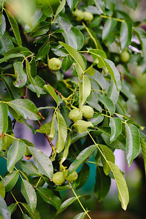 Green Raw Walnuts Growing on a Tree Stock Image - Image of agriculture ...