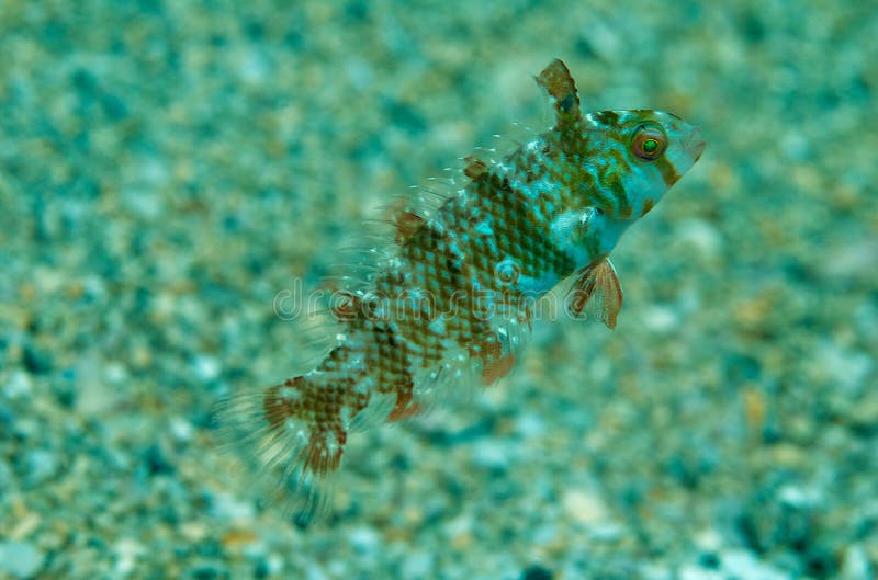 Green Razorfish stock photo. Image of reef, jawfish, fins - 17265124
