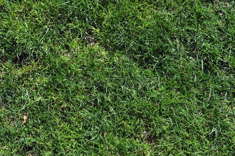 Real grass texture stock image. Image of brightful, landscape - 99638115