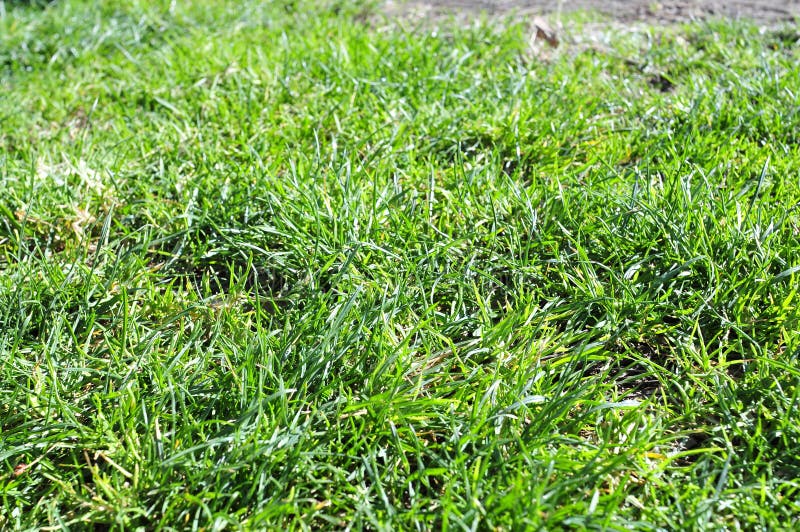 Real grass texture stock image. Image of brightful, landscape - 99638115