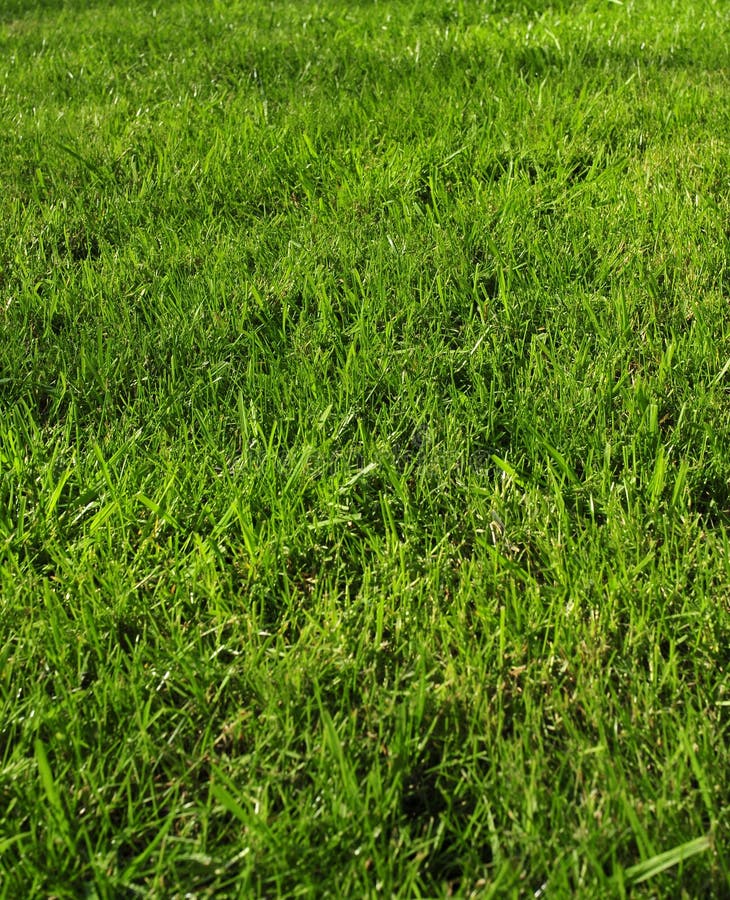 Green Real Grass Grassland with Soil Stock Image - Image of meadow ...