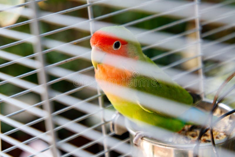 A Green and Red Bird is Perched on a Branch in a Cage Stock Photo ...