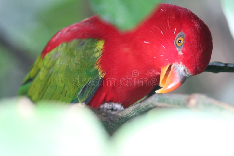 The Green and Red Bird with Sharp Eyes Stock Image - Image of nice ...