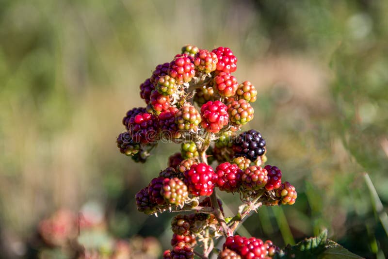 Berries from Wild Privet, Ligustrum Vulgare Stock Image - Image of ...