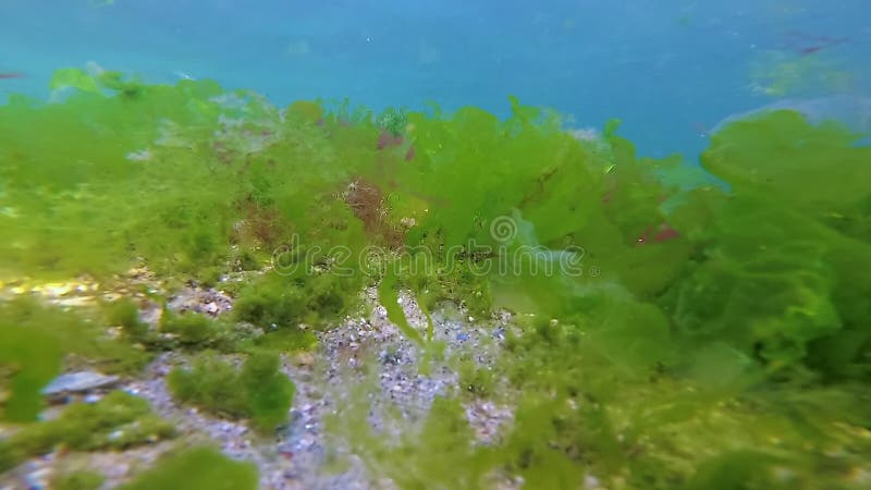 Green, Red and Brown Algae on the Seabed. Underwater Landscape, Black ...