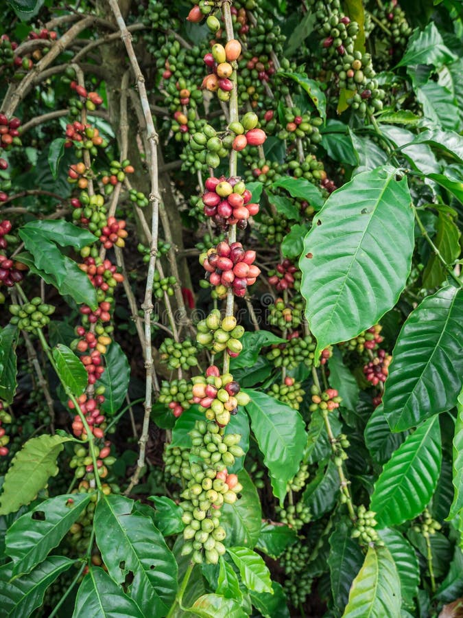 Green and red coffee seeds stock image. Image of asian - 67304791