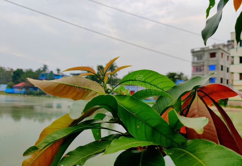 Green Red Colour Mango Leaf Stock Photo - Image of leaf, branch: 191100990