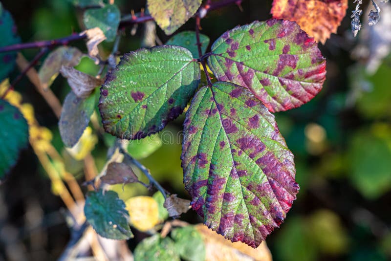 Dewberry leaves in winter stock image. Image of plant - 84590795