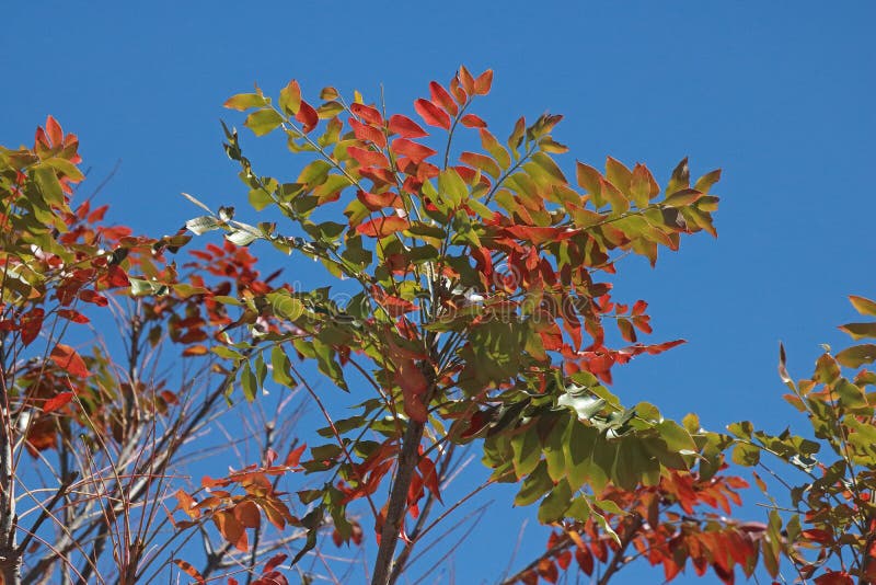 Leaves on Cape Ash Tree at the End of Winter Stock Image - Image of ...