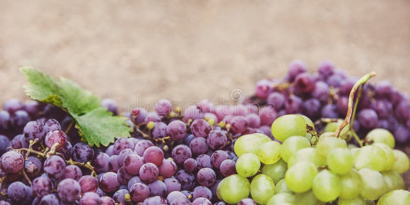 430 Grape Header Stock Photos - Free & Royalty-Free Stock Photos from ...