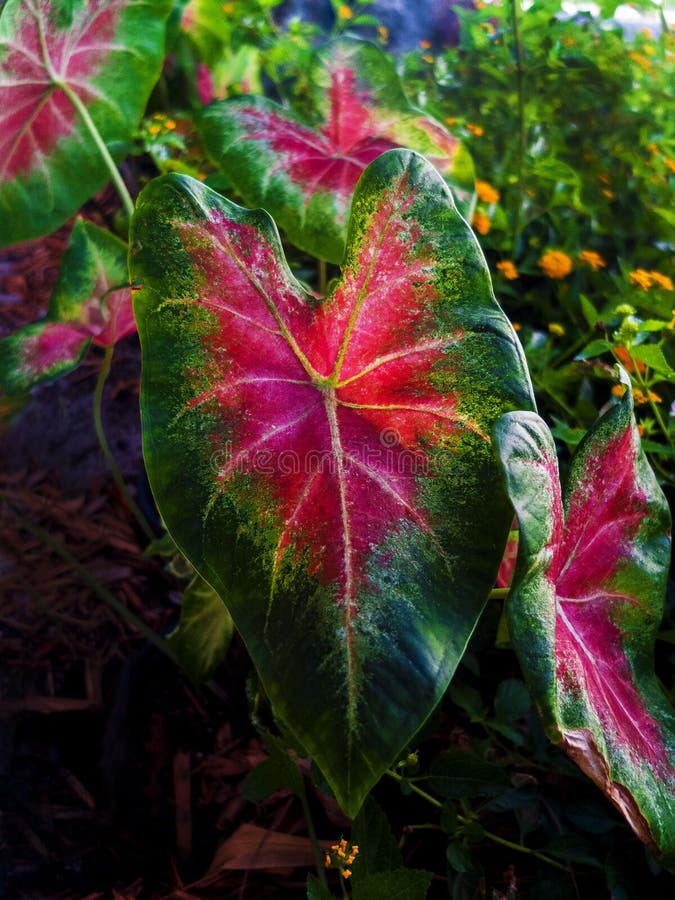Green and Red Large Leaf with Yellow Flowers in the Background Stock ...