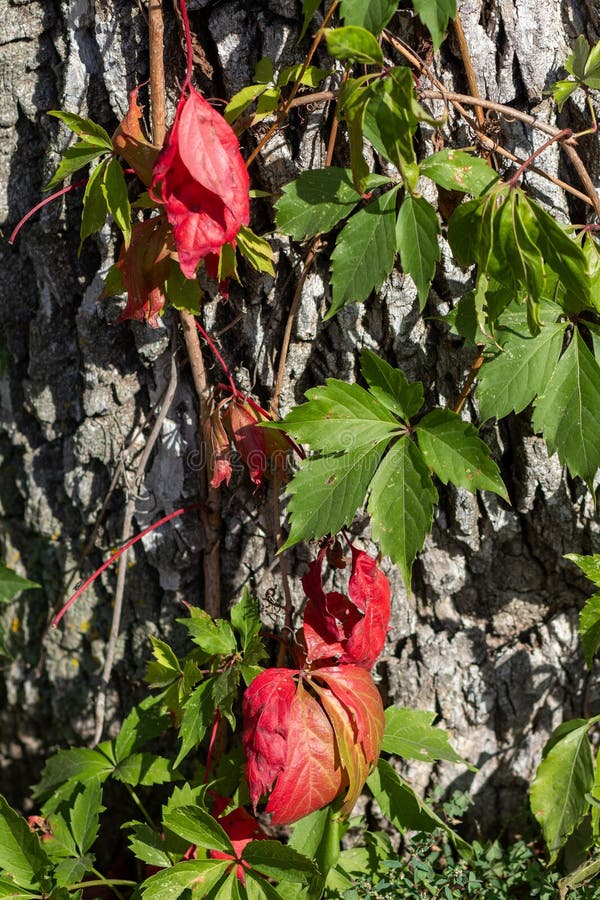 Green and Red Leaf Vine on Side of Tree Stock Photo - Image of foliage ...