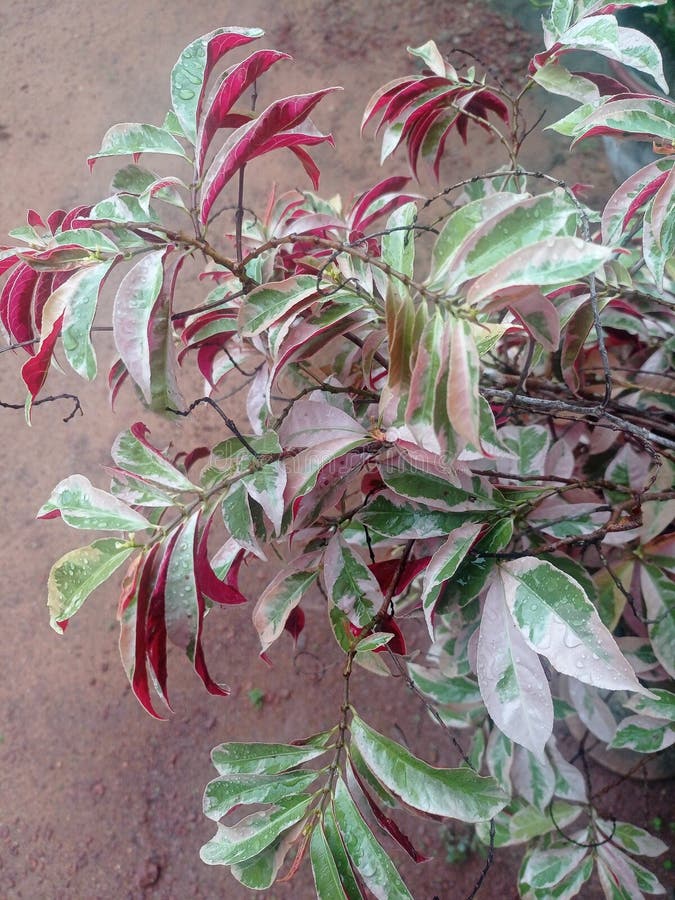 Green & Red Leave Plant Stock Photo - Image of garden, herb: 249044144